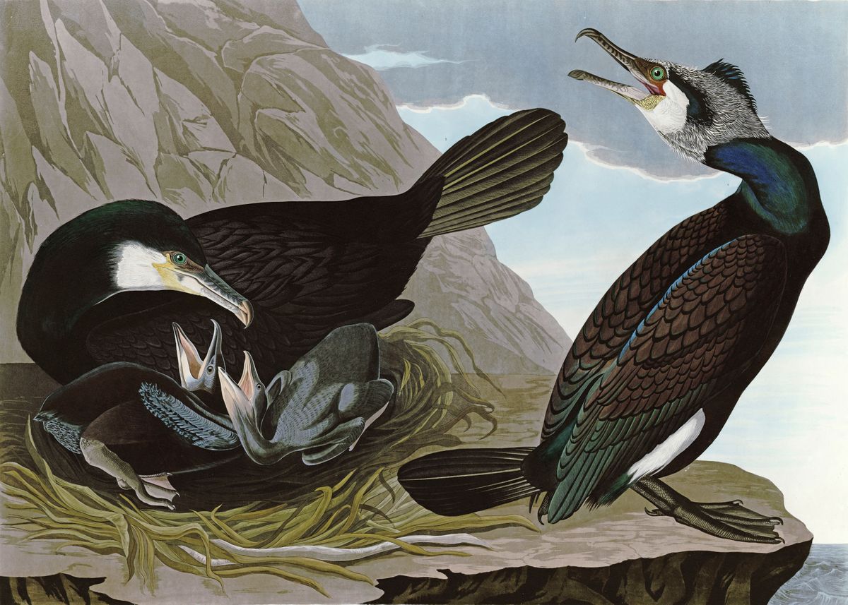 ' Common Cormorant' Poster, picture, metal print, paint by Old master ...