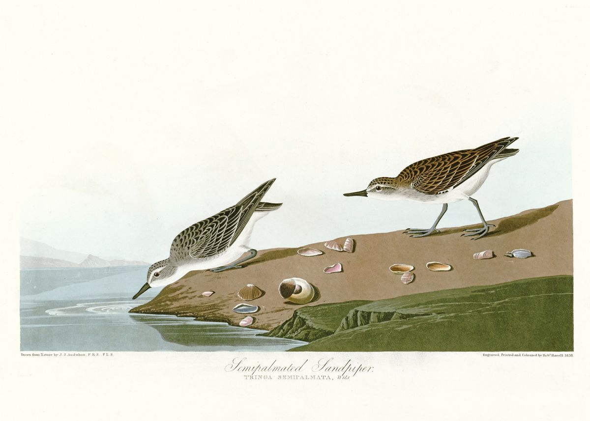 ' Semipalmated Sandpiper' Poster, picture, metal print, paint by Old ...