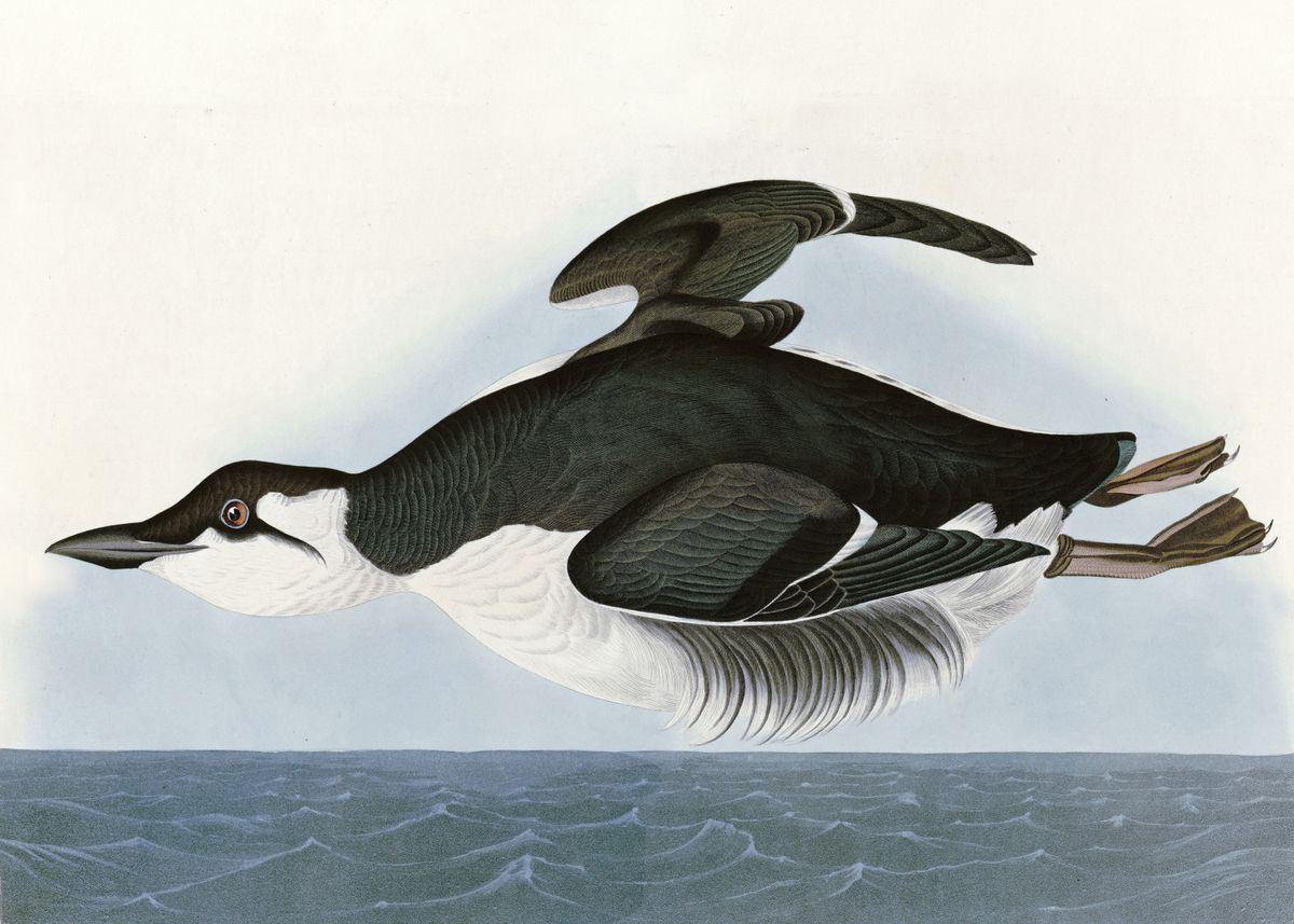 ' Thick billed Murre' Poster, picture, metal print, paint by Old master ...