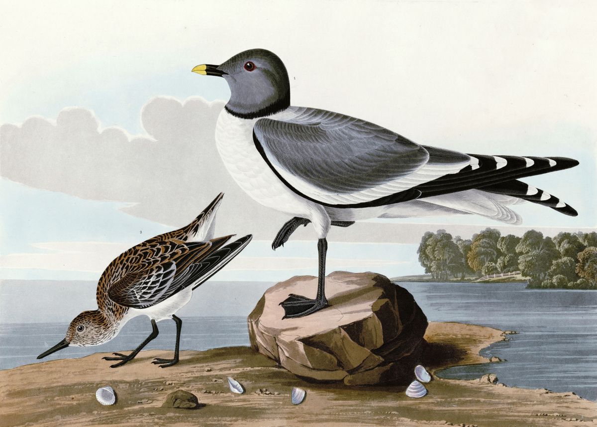 ' Fork tailed Gull' Poster, picture, metal print, paint by Old master ...