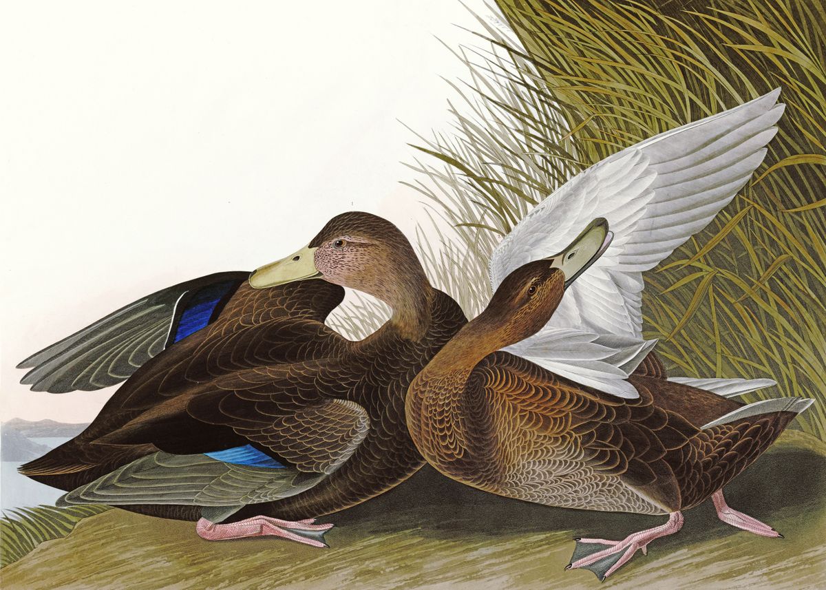 ' Dusky Duck' Poster, picture, metal print, paint by Old master art ...