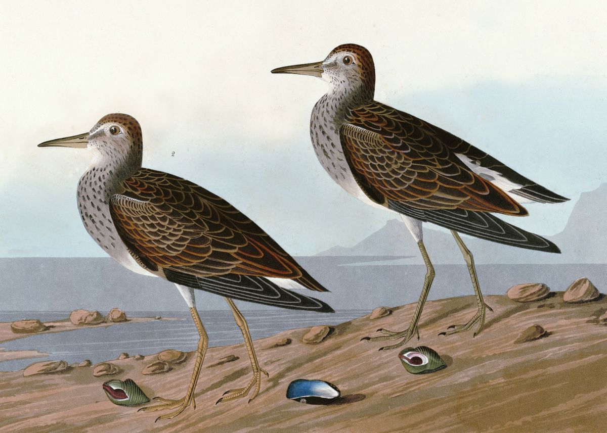 ' Pectoral Sandpiper' Poster, picture, metal print, paint by Old master ...