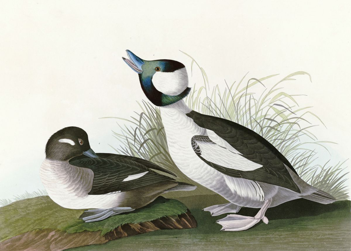 ' Buffel headed Duck' Poster, picture, metal print, paint by Old master ...