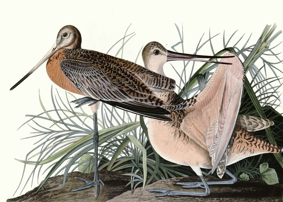 ' Great Marbled Godwit' Poster, picture, metal print, paint by Old ...