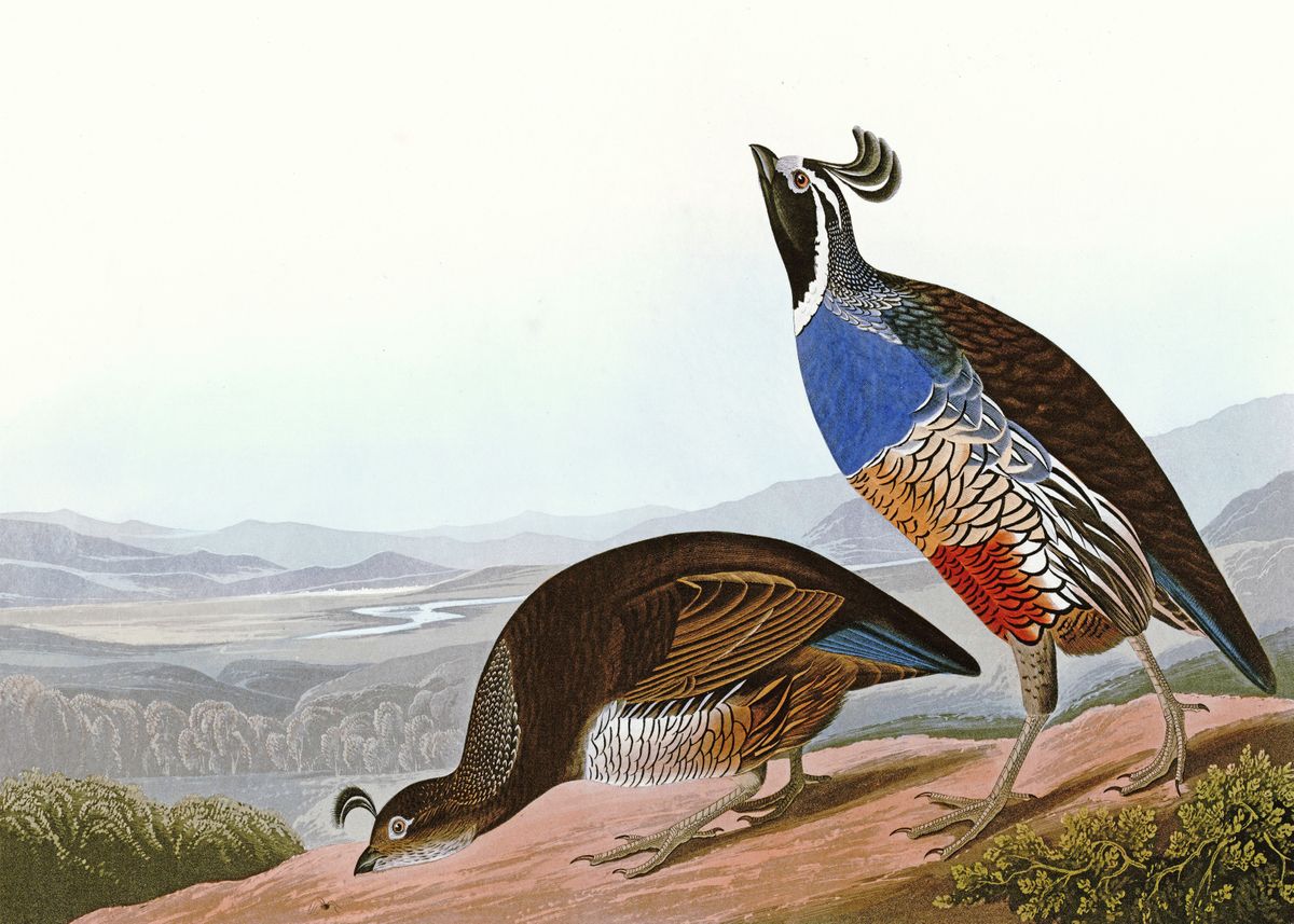 ' California Partridge' Poster, picture, metal print, paint by Old ...