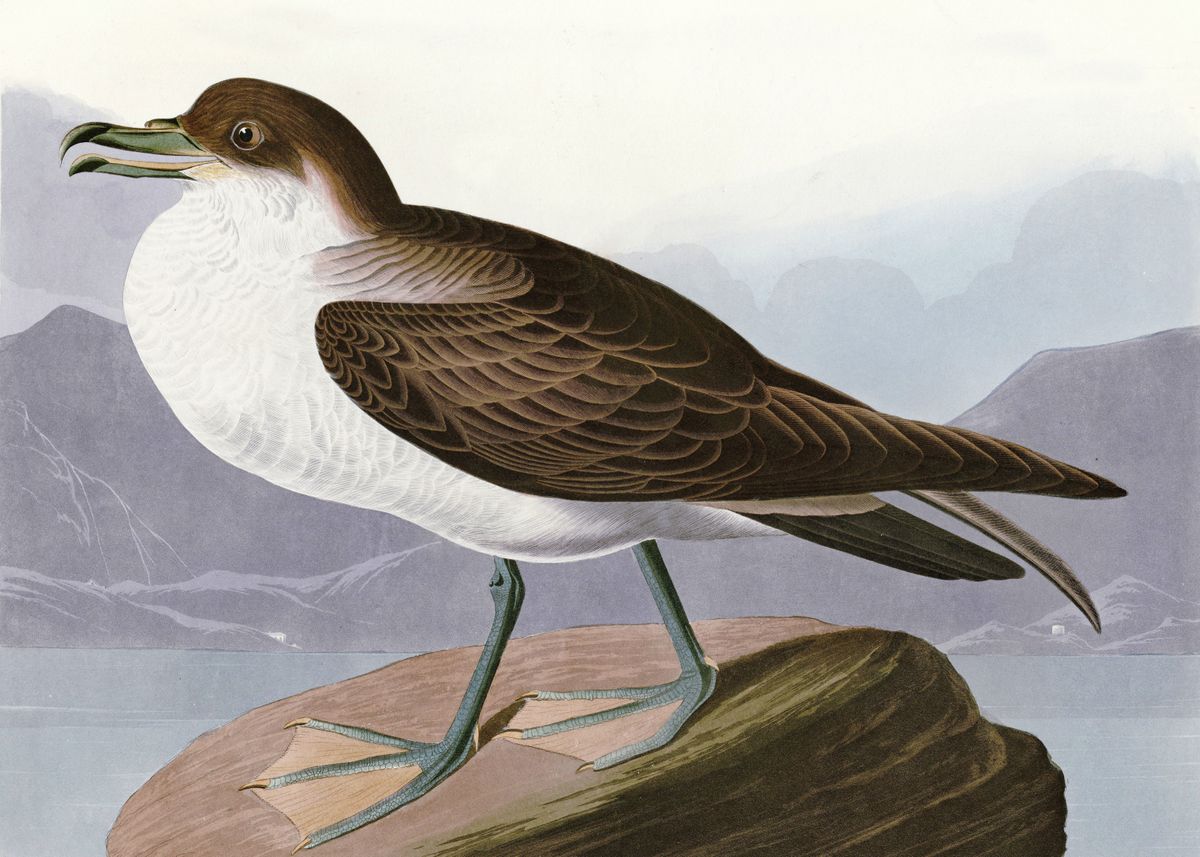 'Wandering Shearwater' Poster by Old master art | Displate