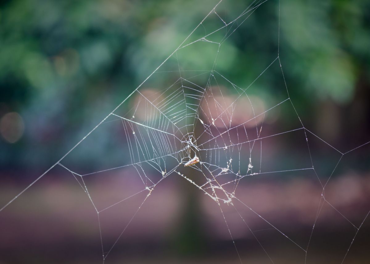 'Spider Web' Poster, picture, metal print, paint by Fabian Mendez ...