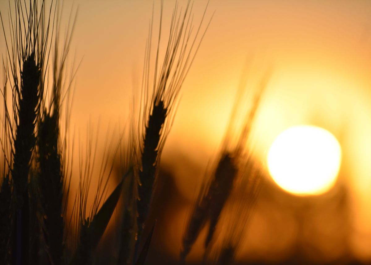 'purity' Poster, picture, metal print, paint by Chad Basson | Displate