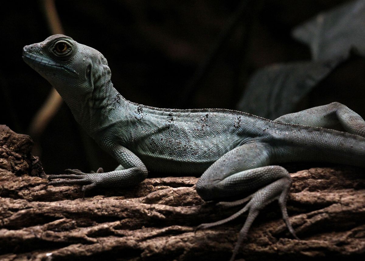 'Sly Lizard' Poster, picture, metal print, paint by Chris Thompson ...