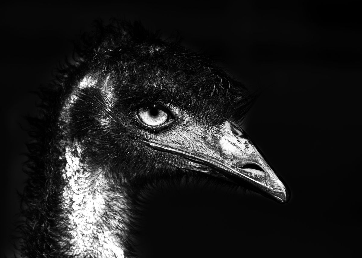 'The Evil Emu' Poster, picture, metal print, paint by GazZa | Displate