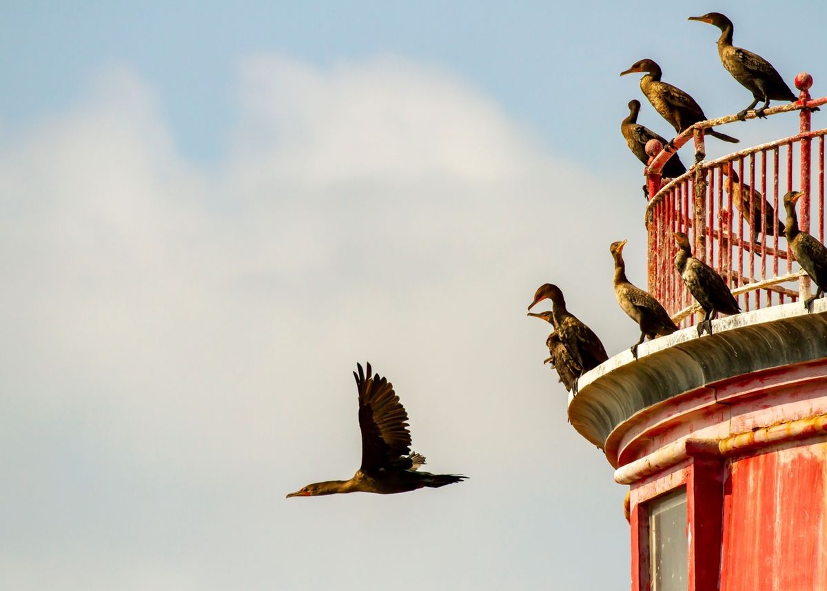 'Cormorants on Lighthouse' Poster, picture, metal print, paint by Karen ...