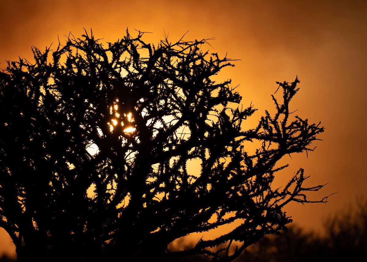 'A bush on fire' Poster, picture, metal print, paint by GazZa | Displate