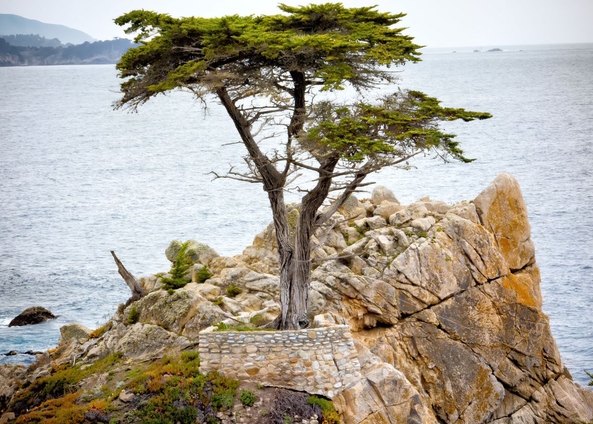 'Lone Cypress' Poster, picture, metal print, paint by FreeYourMind ...