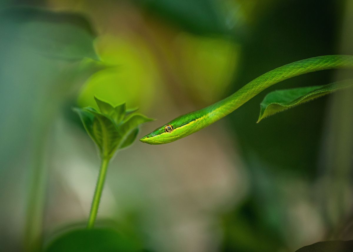 'Pointed Snake 3' Poster, picture, metal print, paint by Nicole Bleck ...
