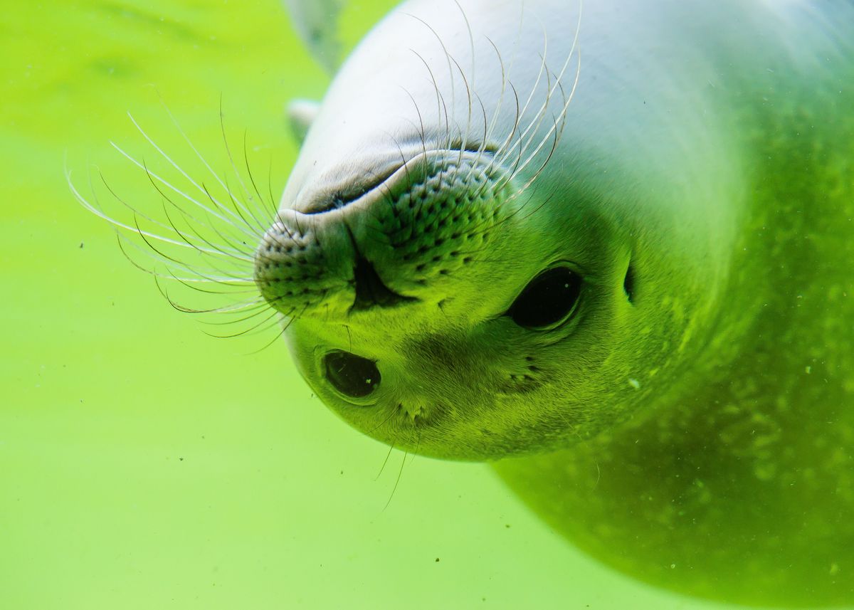 'White Robbe Baby Seal No3' Poster, picture, metal print, paint by Art ...