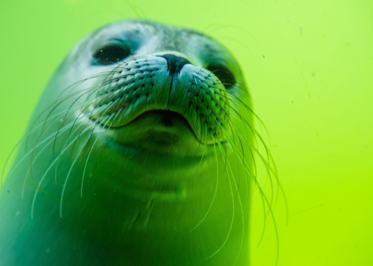 'White Robbe Baby Seal No4' Poster, picture, metal print, paint by Art ...