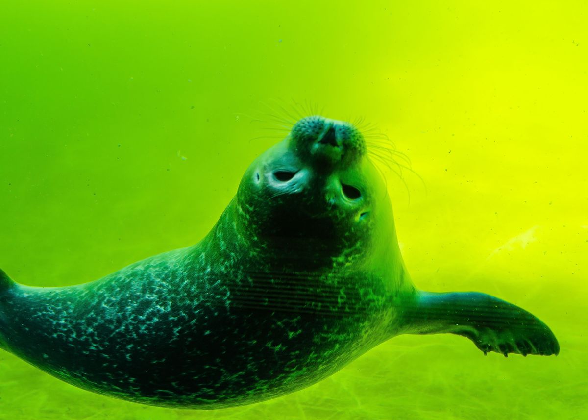 'White Robbe Baby Seal No5' Poster, picture, metal print, paint by Art ...