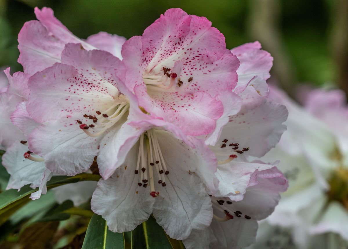 'Azalea' Poster, picture, metal print, paint by Nicole Bleck | Displate
