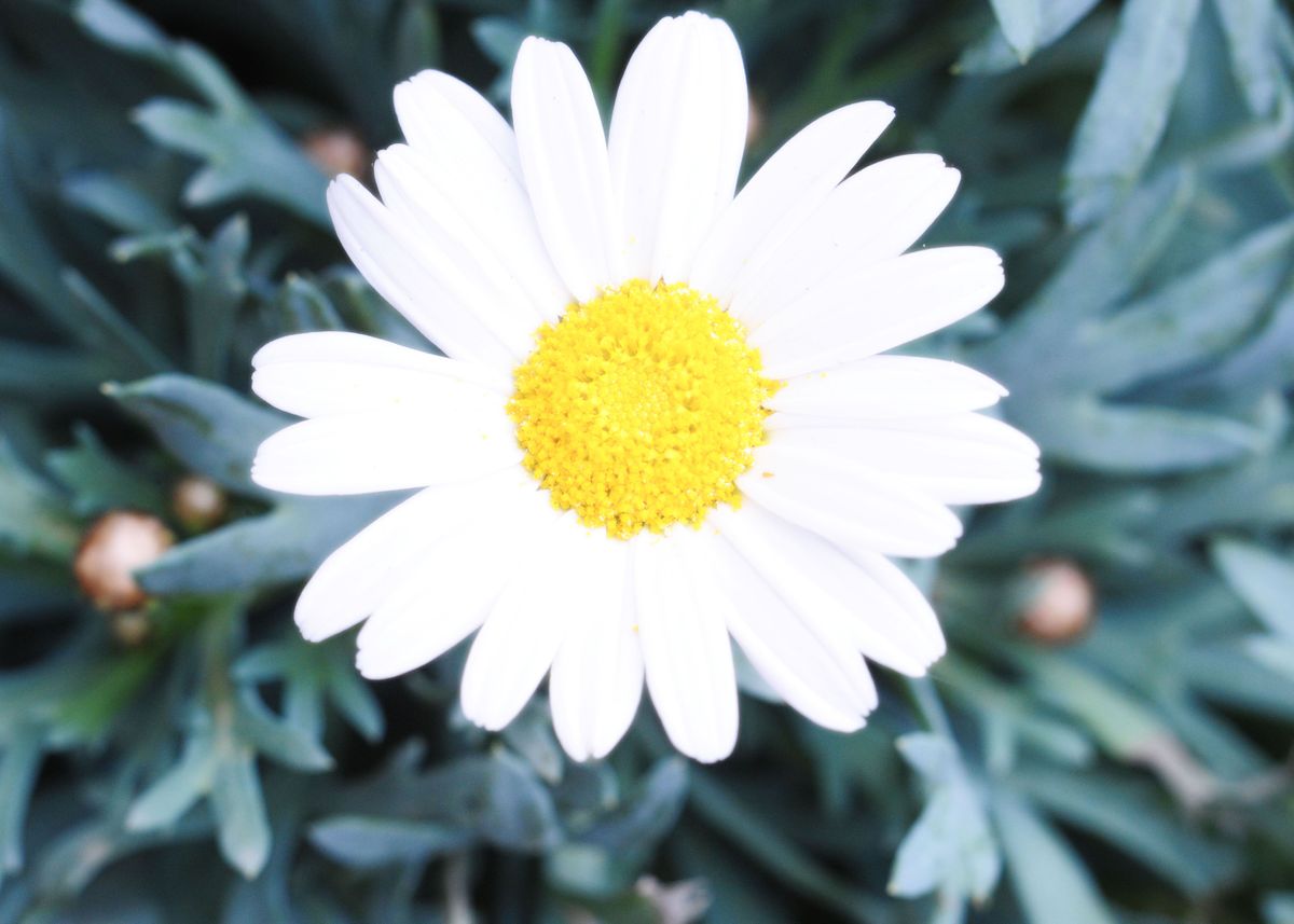 'SMILE Daisy 1 ' Poster, picture, metal print, paint by Anita's & Bella ...