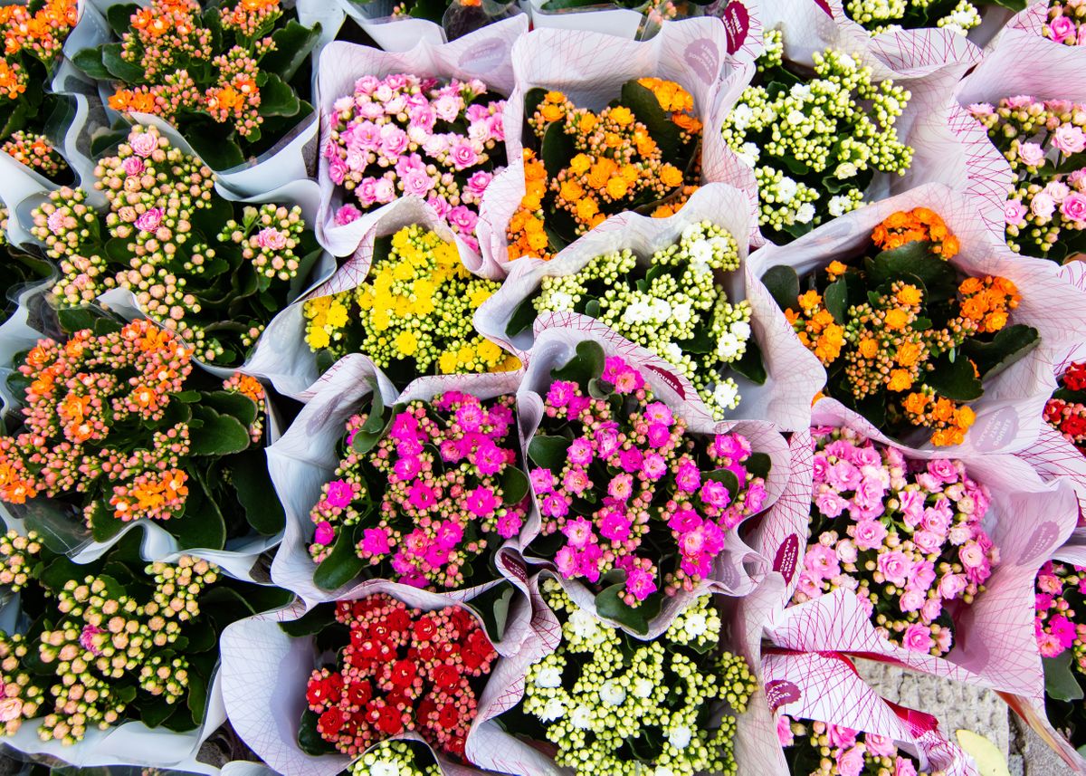 'Flowers' Poster, picture, metal print, paint by David Campling | Displate