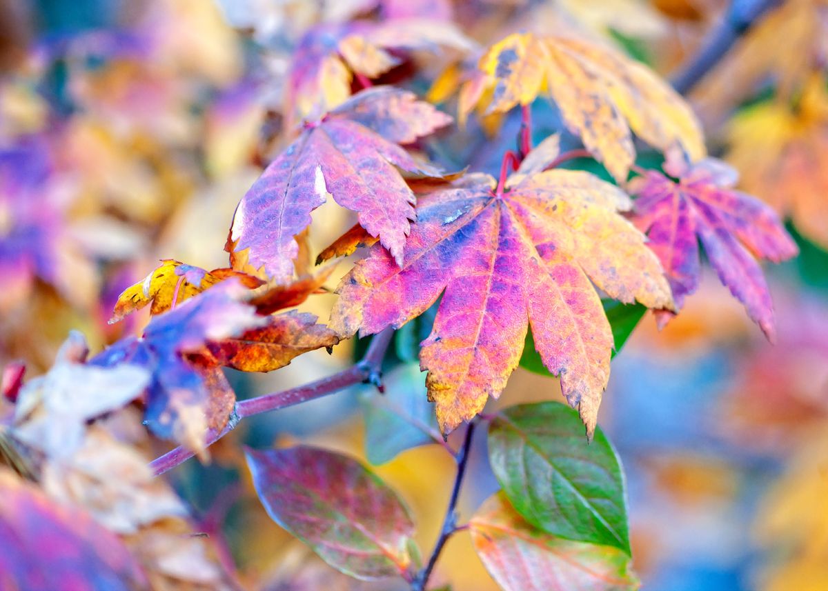'Pretty Maple Leaves' Poster, picture, metal print, paint by Art ...