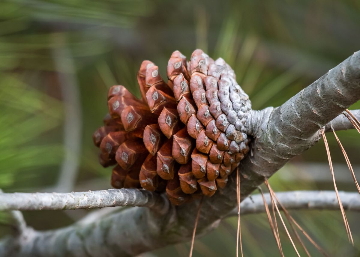'Acorn' Poster, picture, metal print, paint by David Campling | Displate