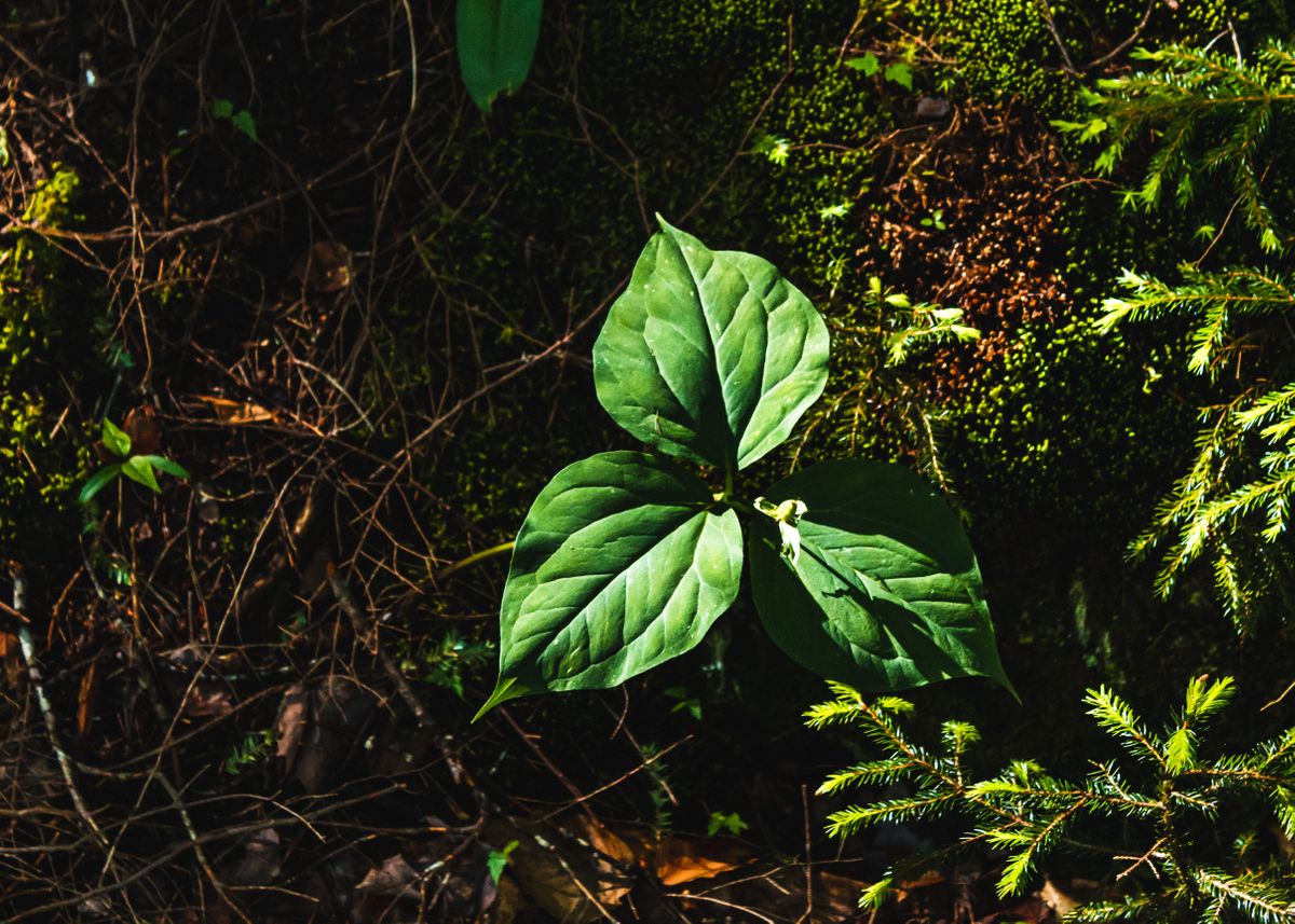 'Leaf in a Forest' Poster by Jacob McCrary | Displate