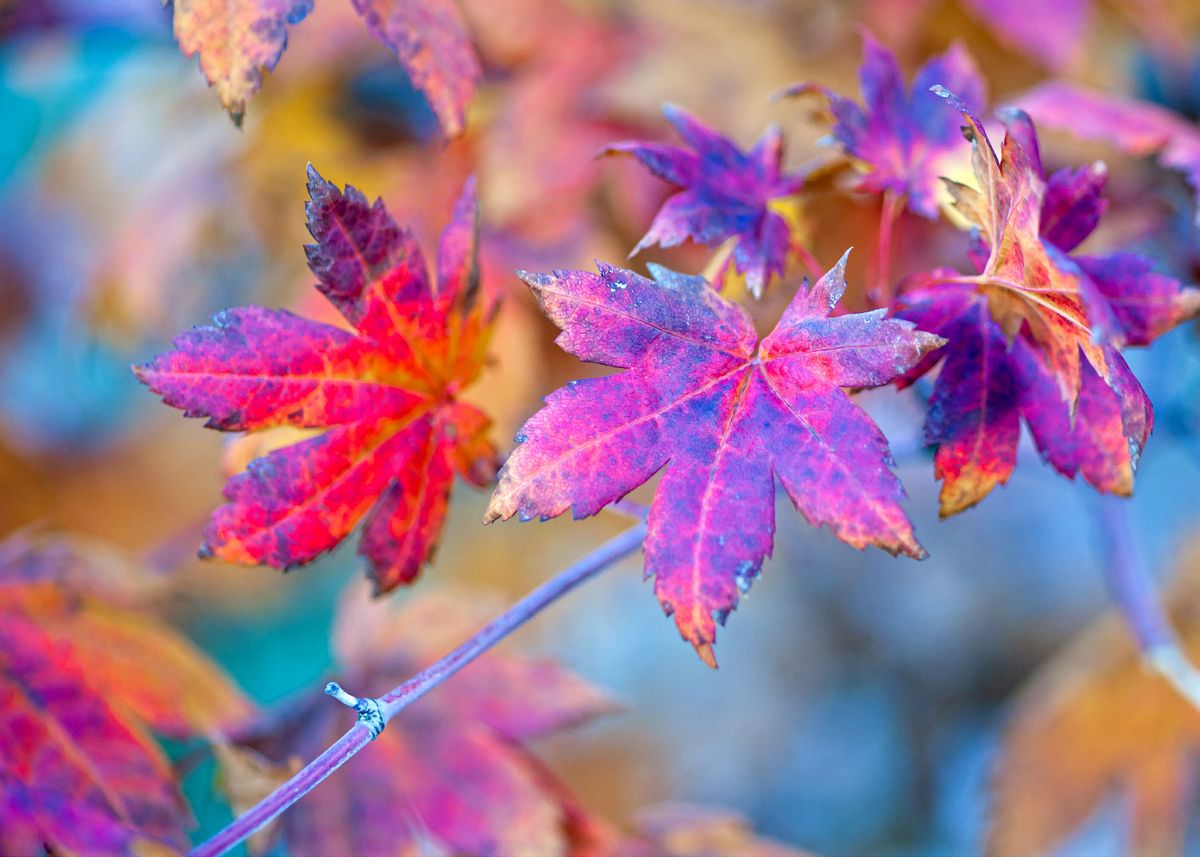 'Beautiful Maple Leaves' Poster, picture, metal print, paint by Art ...