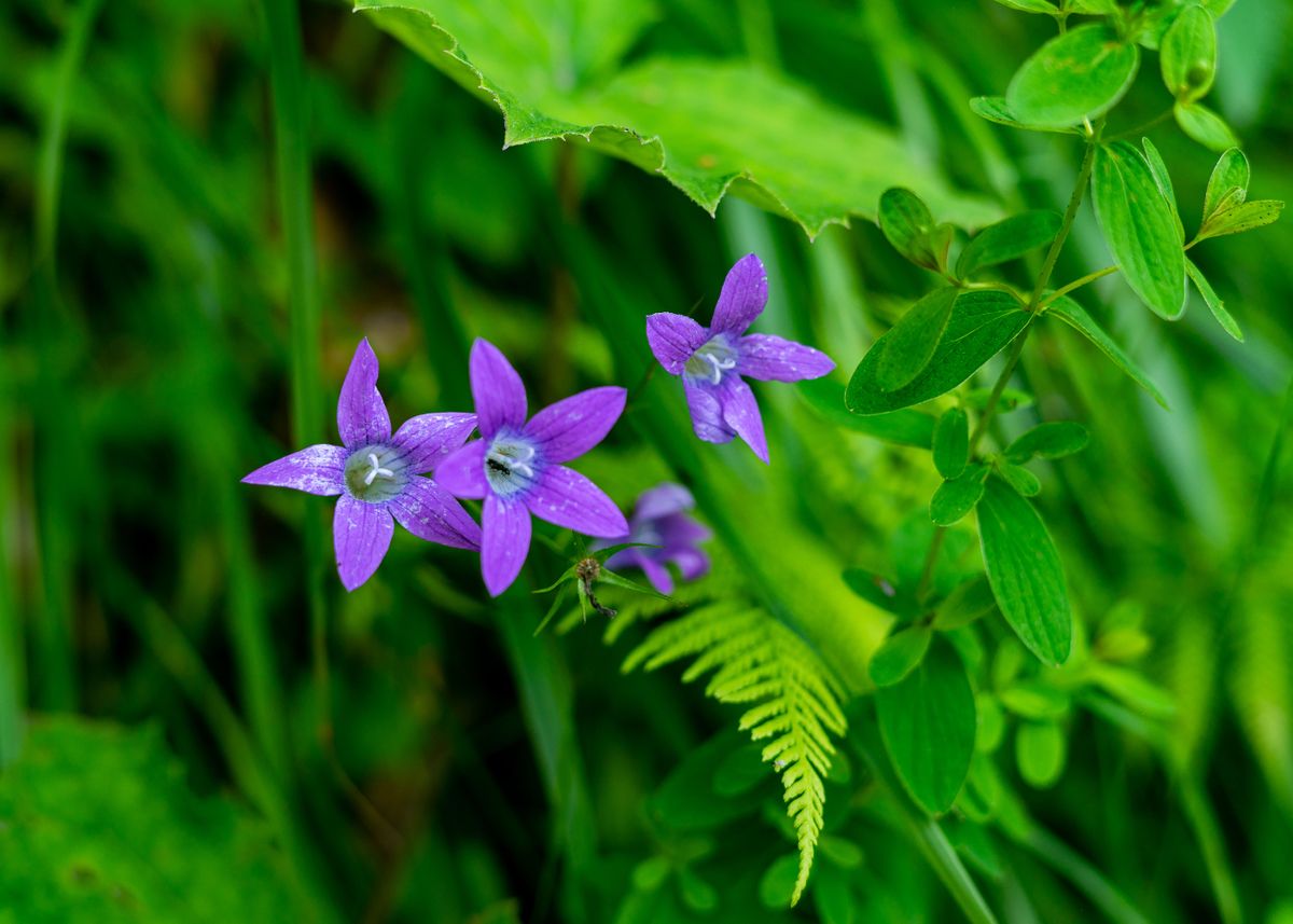 'little violets' Poster, picture, metal print, paint by Nicoco Fran ...