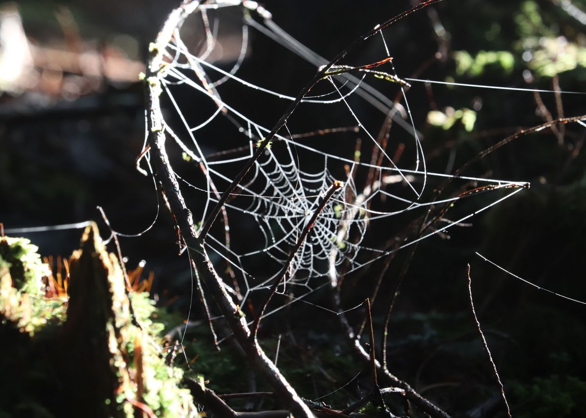 'Webbed' Poster, picture, metal print, paint by Skimm | Displate