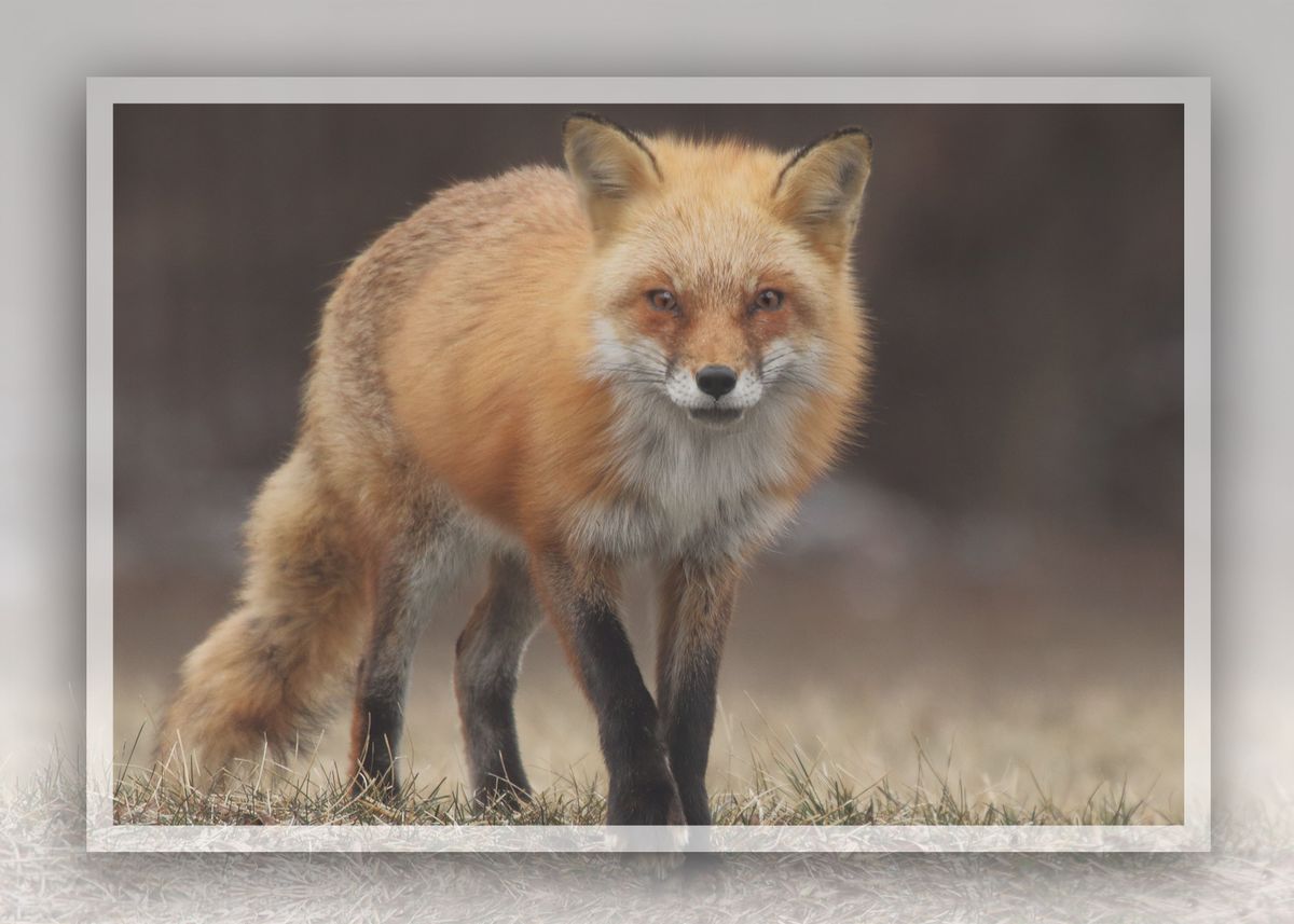 'Fox' Poster, picture, metal print, paint by dmc 696 | Displate