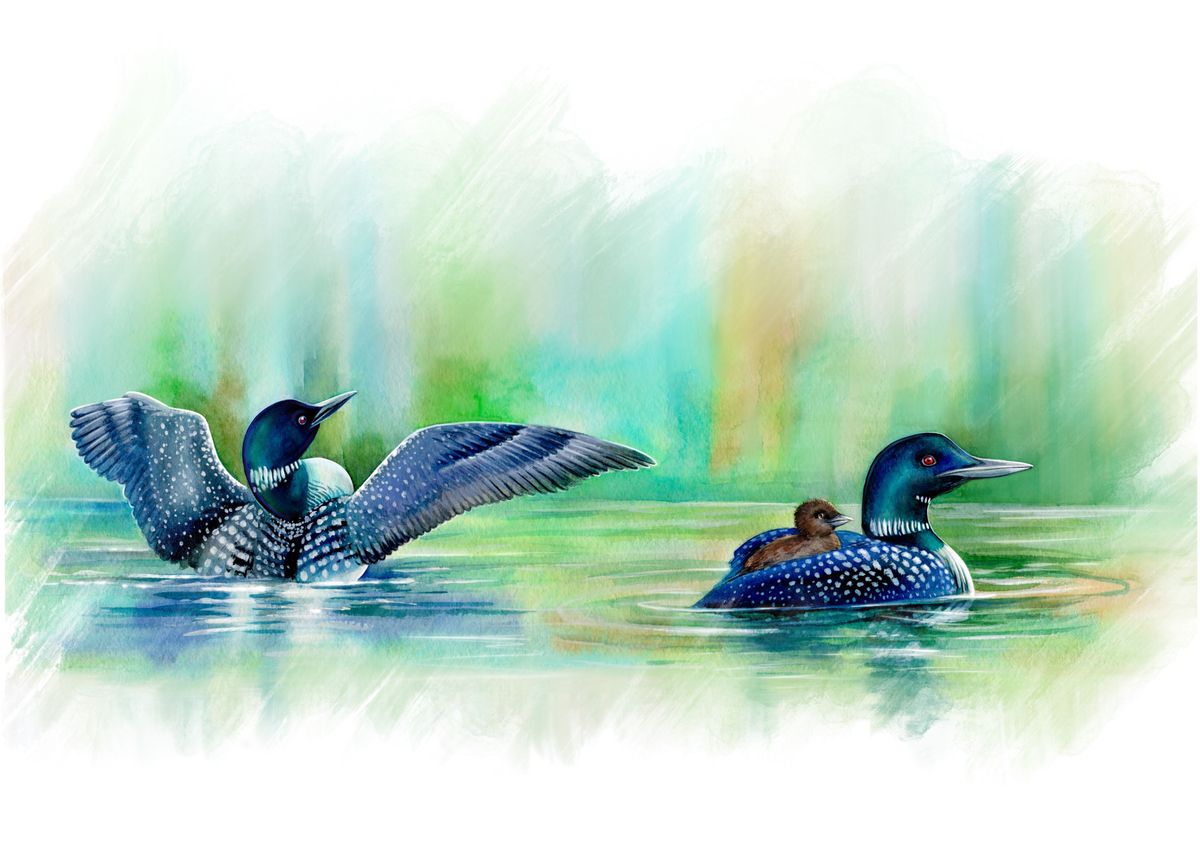 'Common Loon' Poster, picture, metal print, paint by Nataliia Zakharova ...