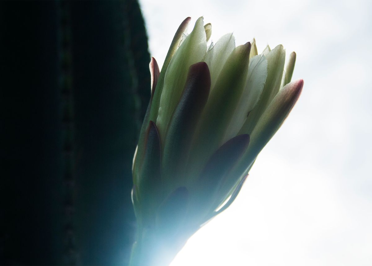 'Cactus Flower' Poster, picture, metal print, paint by Charl Muller ...