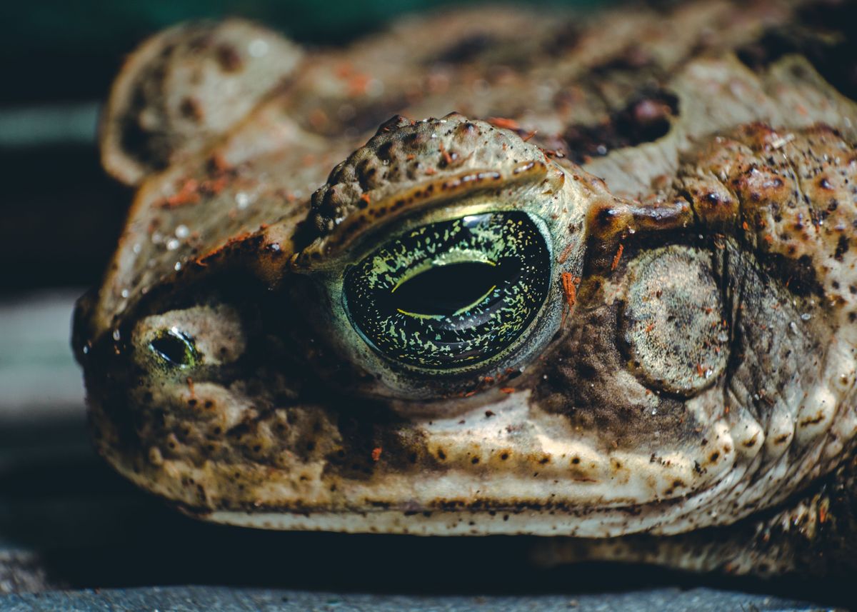 'Toad' Poster by Eli Perez | Displate