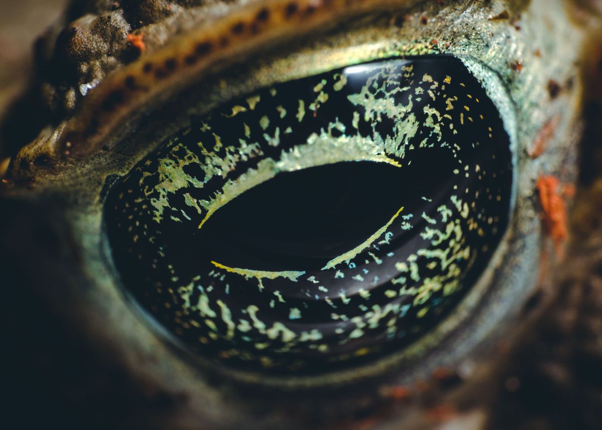 'Toads Eye' Poster by Eli Perez | Displate