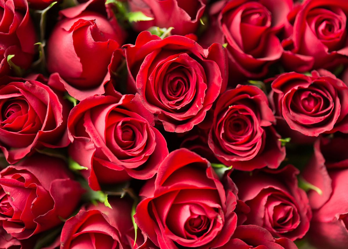 'Red Roses' Poster by Create Purkarthofer | Displate