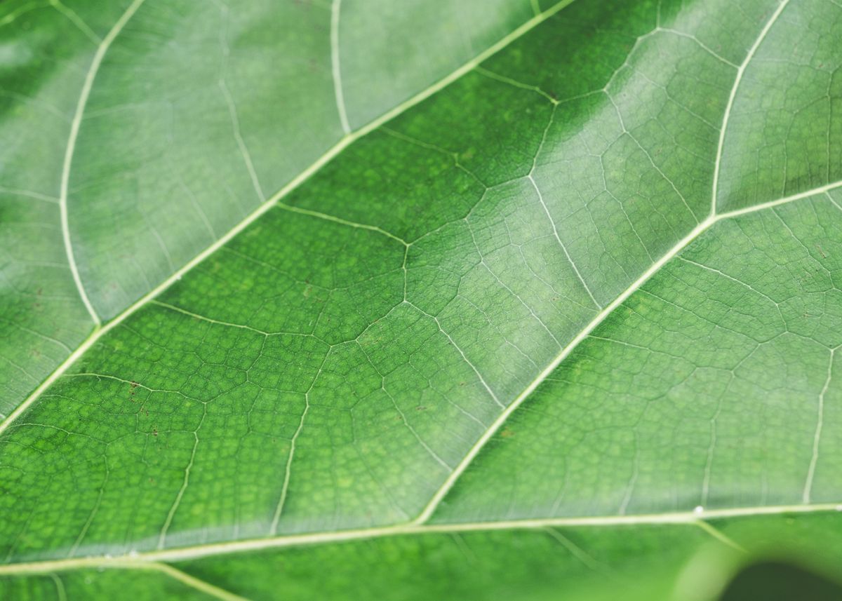 'Green Leaf Structure' Poster by Create Purkarthofer | Displate