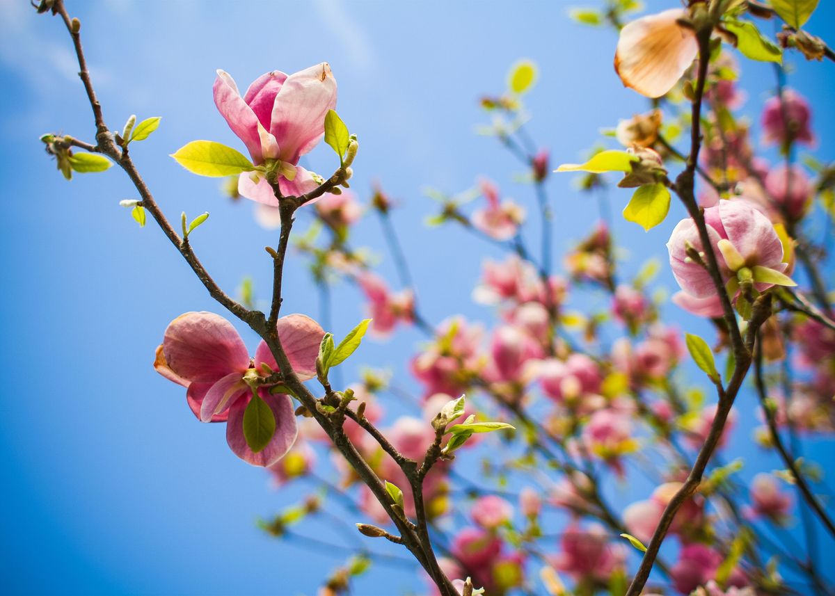 'Spring is Here' Poster, picture, metal print, paint by Create ...