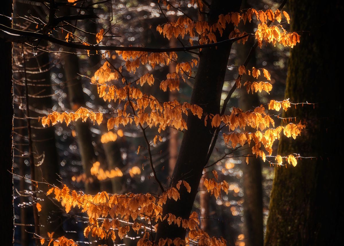 'borst' Poster, picture, metal print, paint by Create Purkarthofer ...