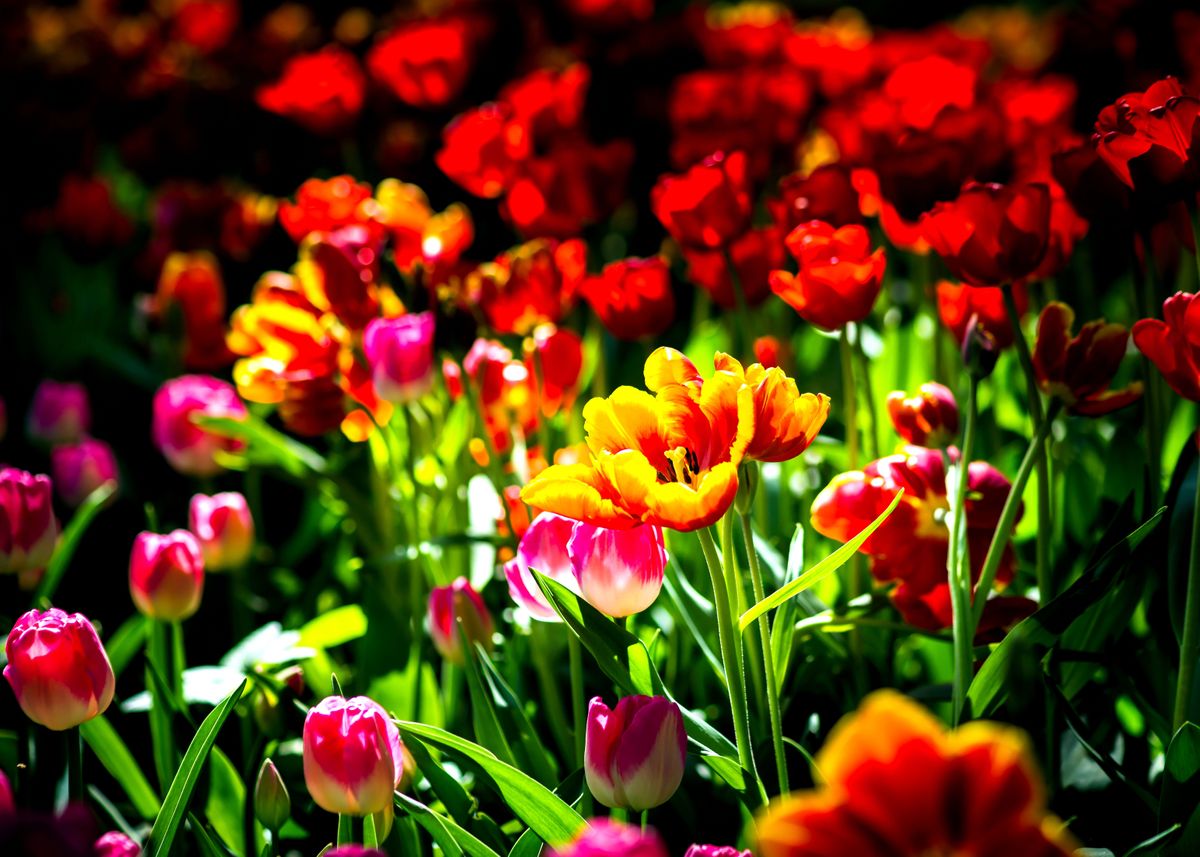 'Colorful Tulips' Poster by Art Ofphotos | Displate