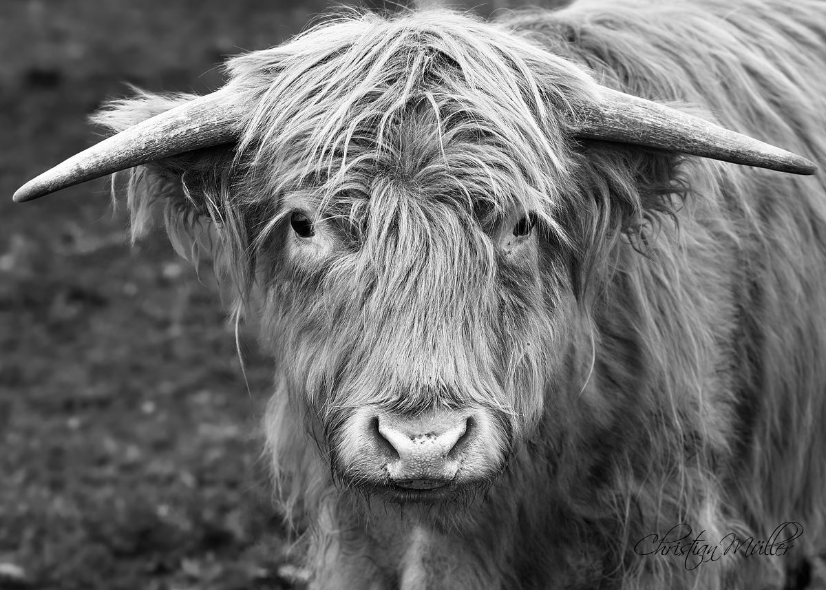 'Scotish Highlight cow' Poster, picture, metal print, paint by ...