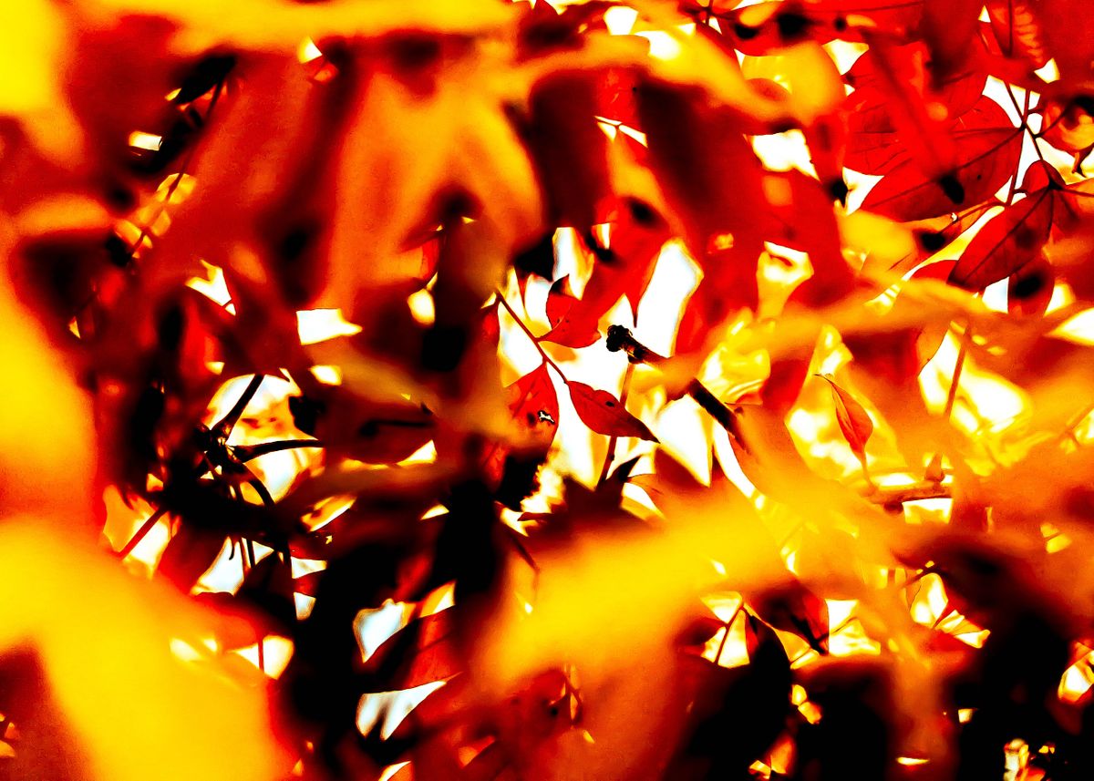 'Warm' Poster by Ian Kuiper | Displate