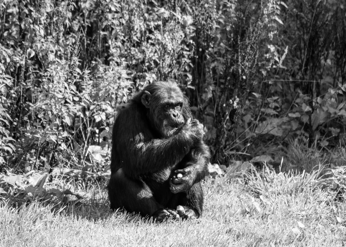 'Chimp' Poster, picture, metal print, paint by Robert Lee | Displate