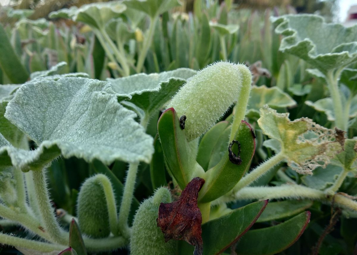 'The bitter cucumber devil' Poster, picture, metal print, paint by ...