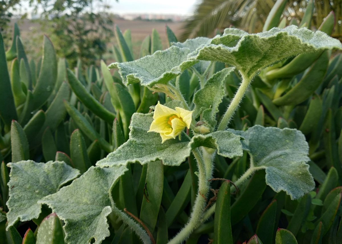 'The bitter cucumber devil' Poster, picture, metal print, paint by ...