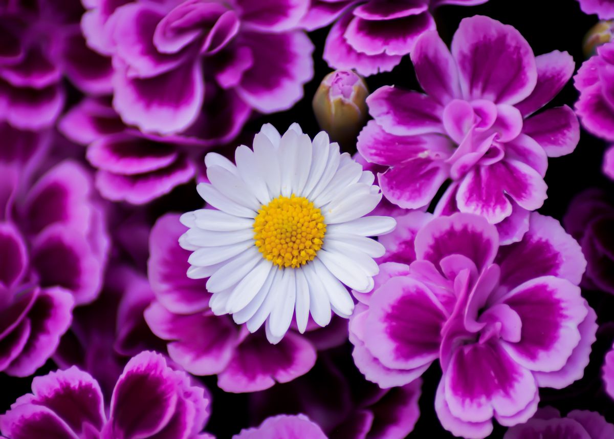 'be different' Poster by Claudy | Displate