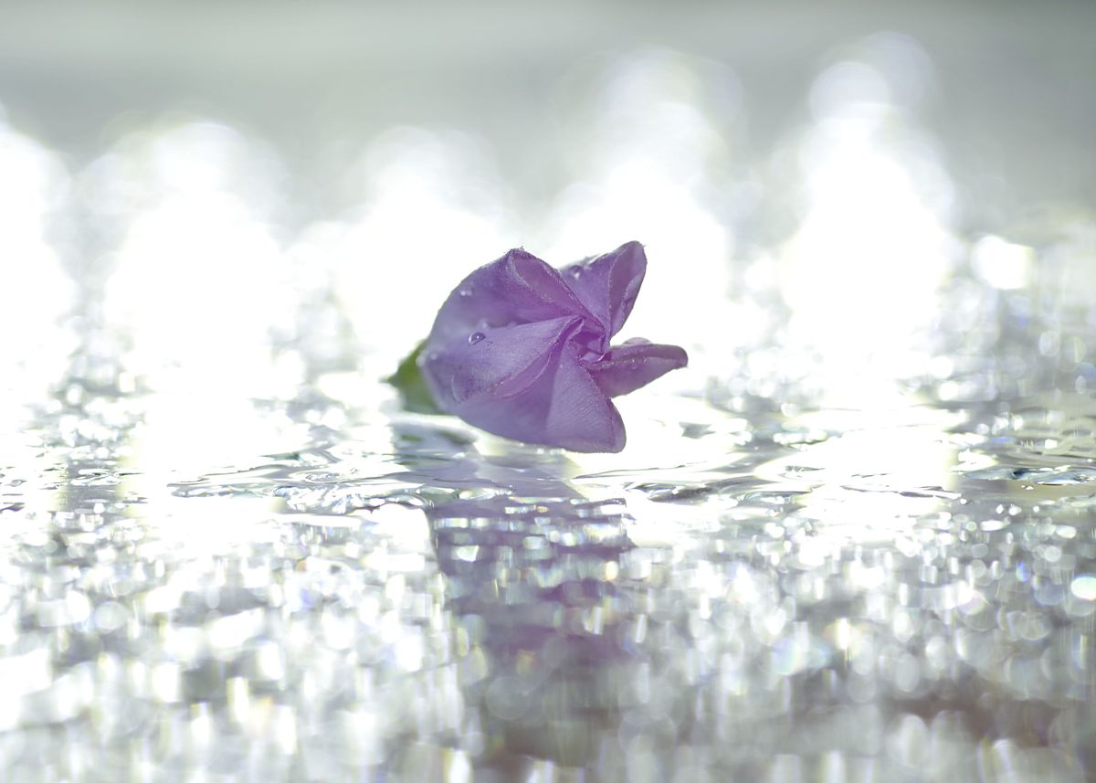 'Purple Flower White Ripple' Poster by Art Shack | Displate