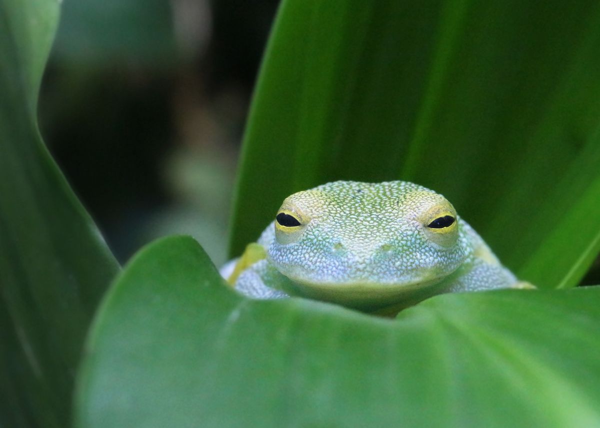 'Inscrutable Stare' Poster, picture, metal print, paint by Chis | Displate