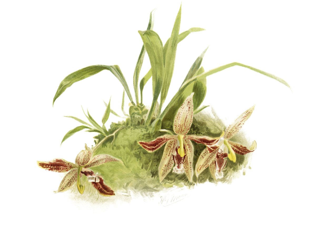 'Paphinia Rugosa' Poster, picture, metal print, paint by Holy Rock ...