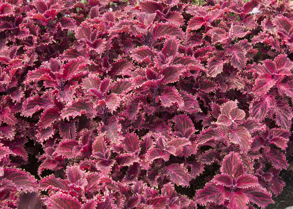 'Red Violet Leaves' Poster, picture, metal print, paint by Art Shack ...